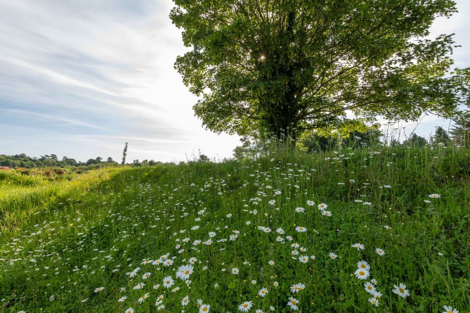 Mosley Common – Consultation – Just another WordPress site